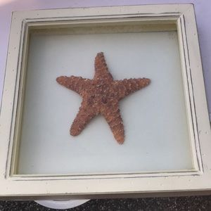 Art | Vintage Starfish Shadow Box Part Of The Seashell Shadow Box ...